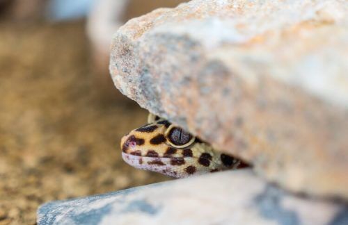The Ultimate Leopard Gecko Care Guide • Cozy Lizard