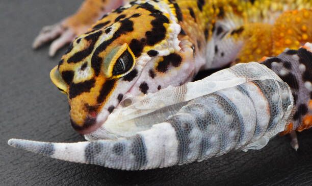 The Ultimate Leopard Gecko Care Guide • Cozy Lizard